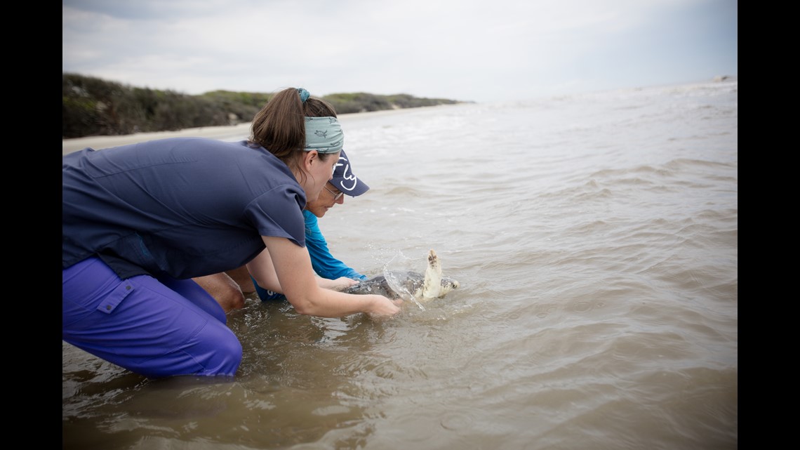 Record-breaking sea turtle release on Jekyll Island, Georgia ...