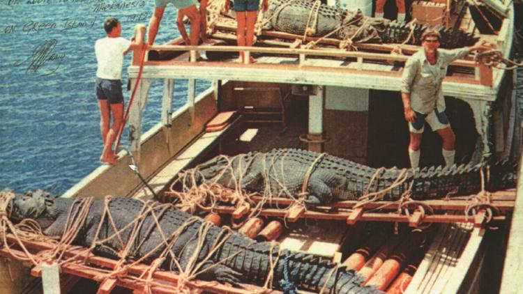 Alligator Farm remembers wrangler who captured Gomek, legendary 18-foot ...