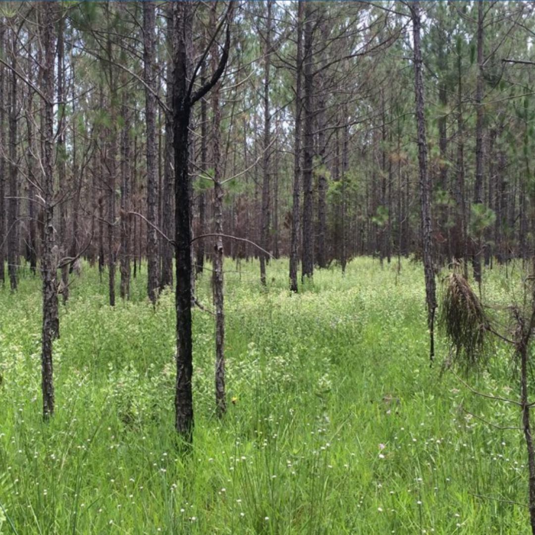 Julington-Durbin Preserve closed after wildfire | firstcoastnews.com