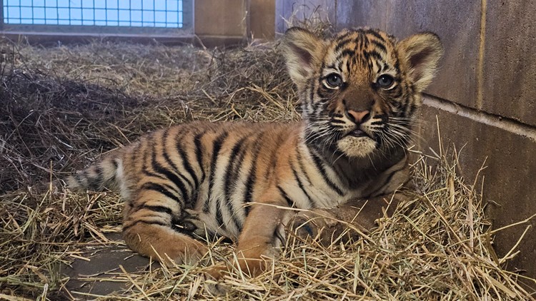 When is viewing possible for tiger cubs at the Jacksonville Zoo? | firstcoastnews.com