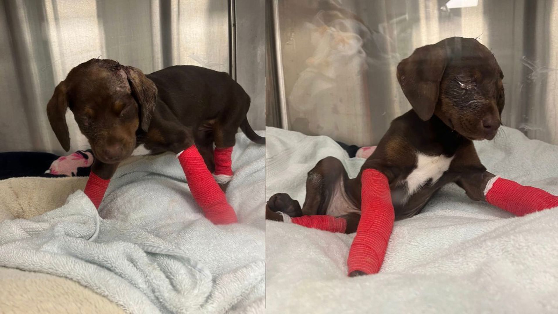 Puppy Sweetpea recovering from 'critical injuries' sustained from owner ...