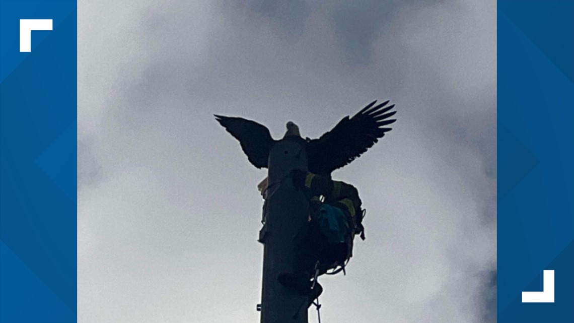 Bald eagle impaled on radio tower rescued by fire department ...