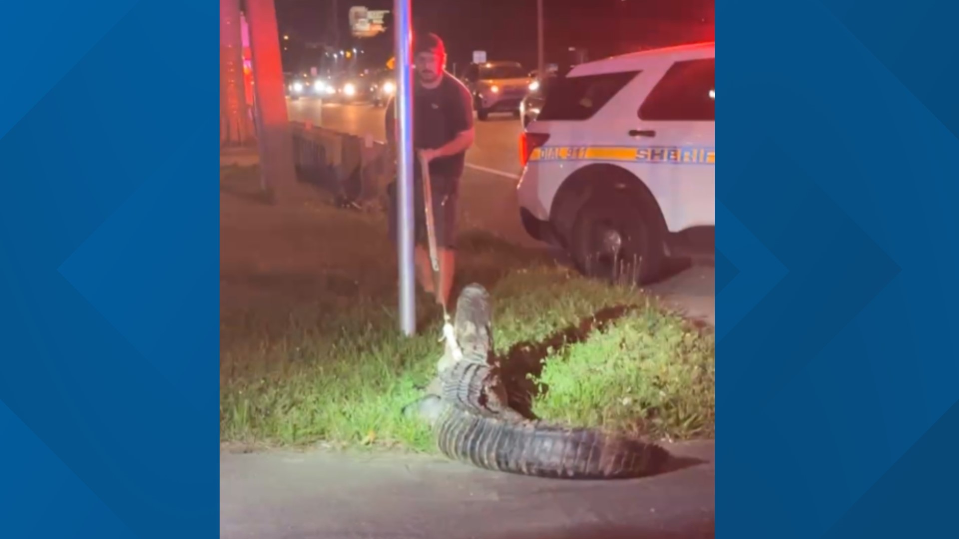 Alligator closes busy Jacksonville road Monday | firstcoastnews.com