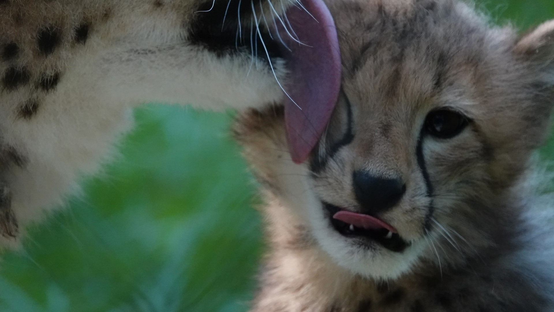 Cheetah gives birth to two cubs at White Oak Conservation ...