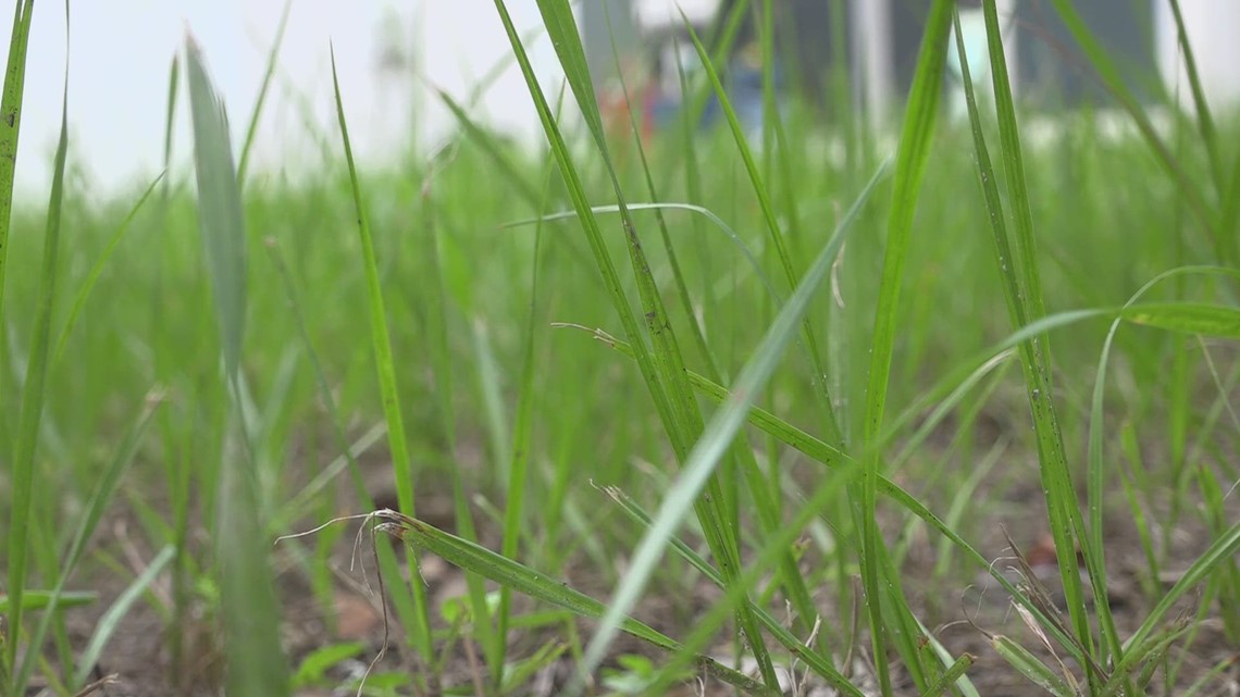 Combating waste: Local watering restrictions change in response to end ...