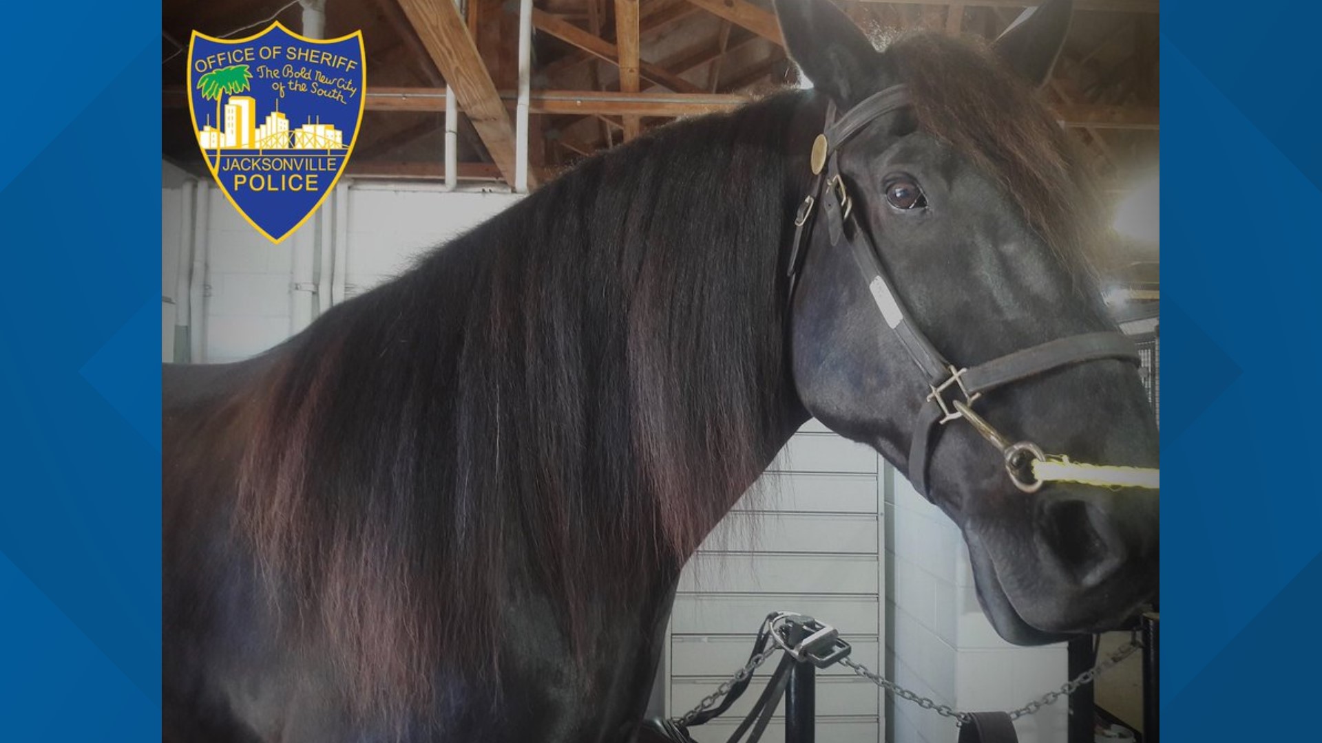 Meet Midnight: JSO spotlights Mounted Unit horse | firstcoastnews.com