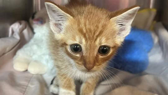 ACPS in urgent need of cat adopters and fosters after 'overwhelming ...