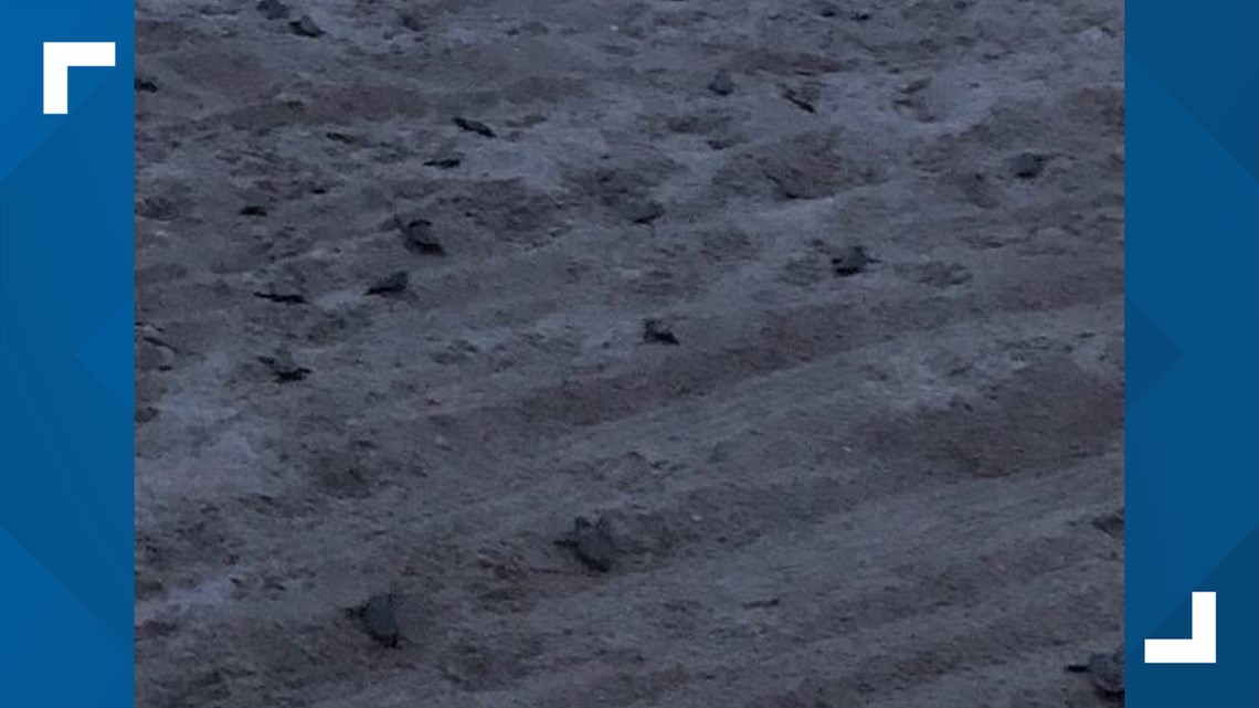 WATCH: Sea turtle hatchlings upstage Fernandina Beach fireworks show ...