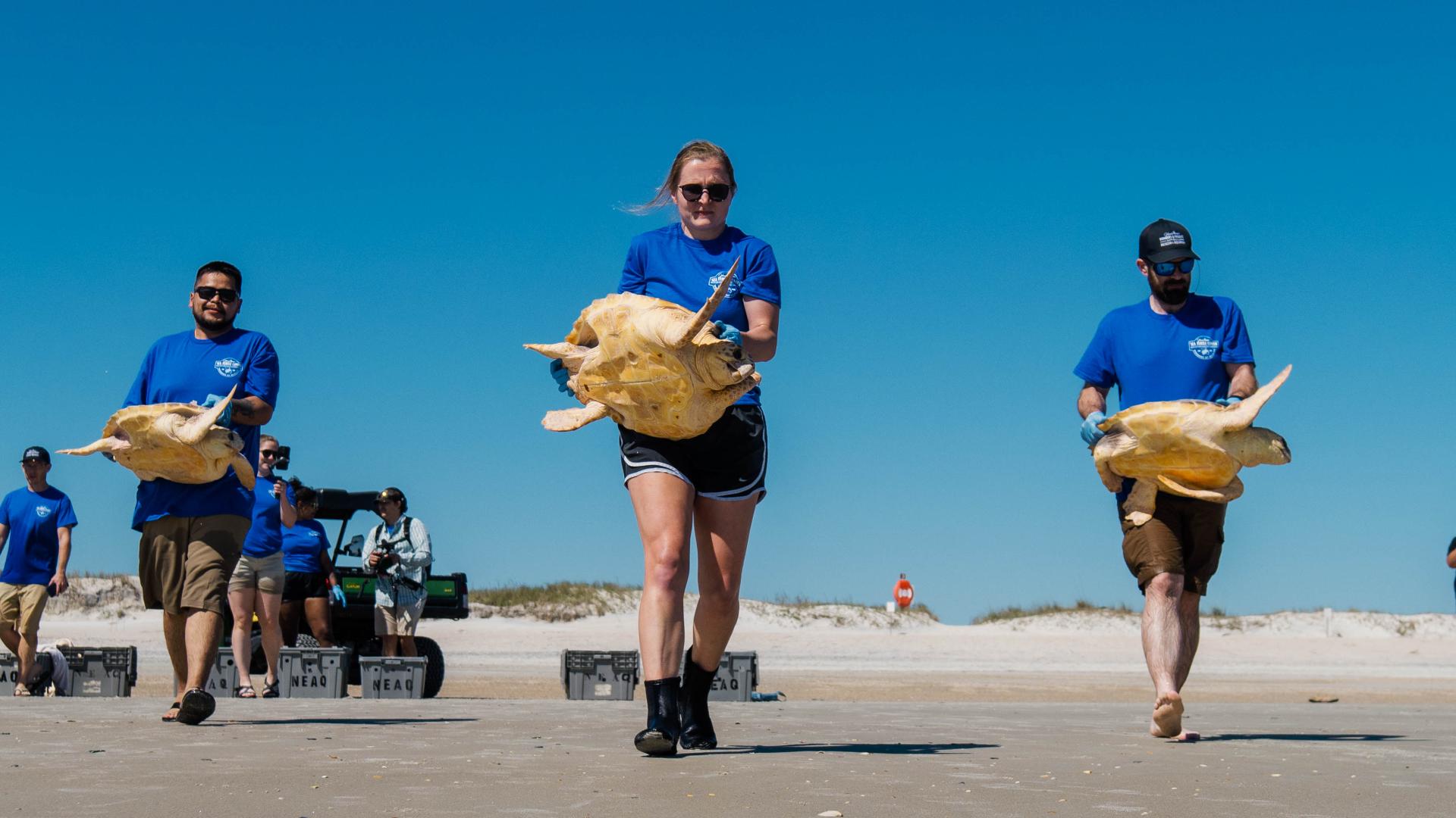 19 sea turtles released at Little Talbot Island after rehabilitation ...
