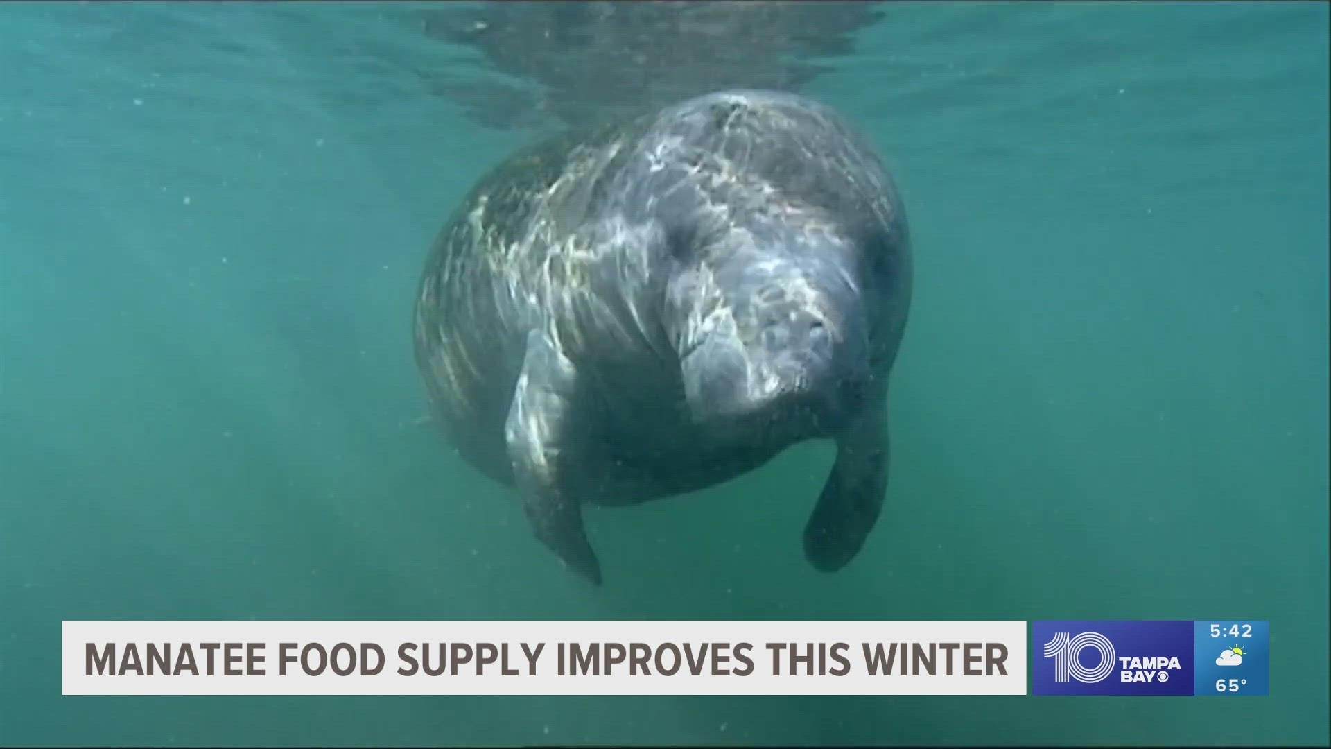 Manatee feeding program ends as seagrass conditions improve ...