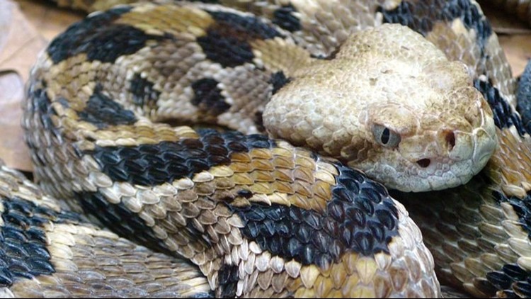 Snakes in Florida: A guide to venomous and non-venomous snakes ...