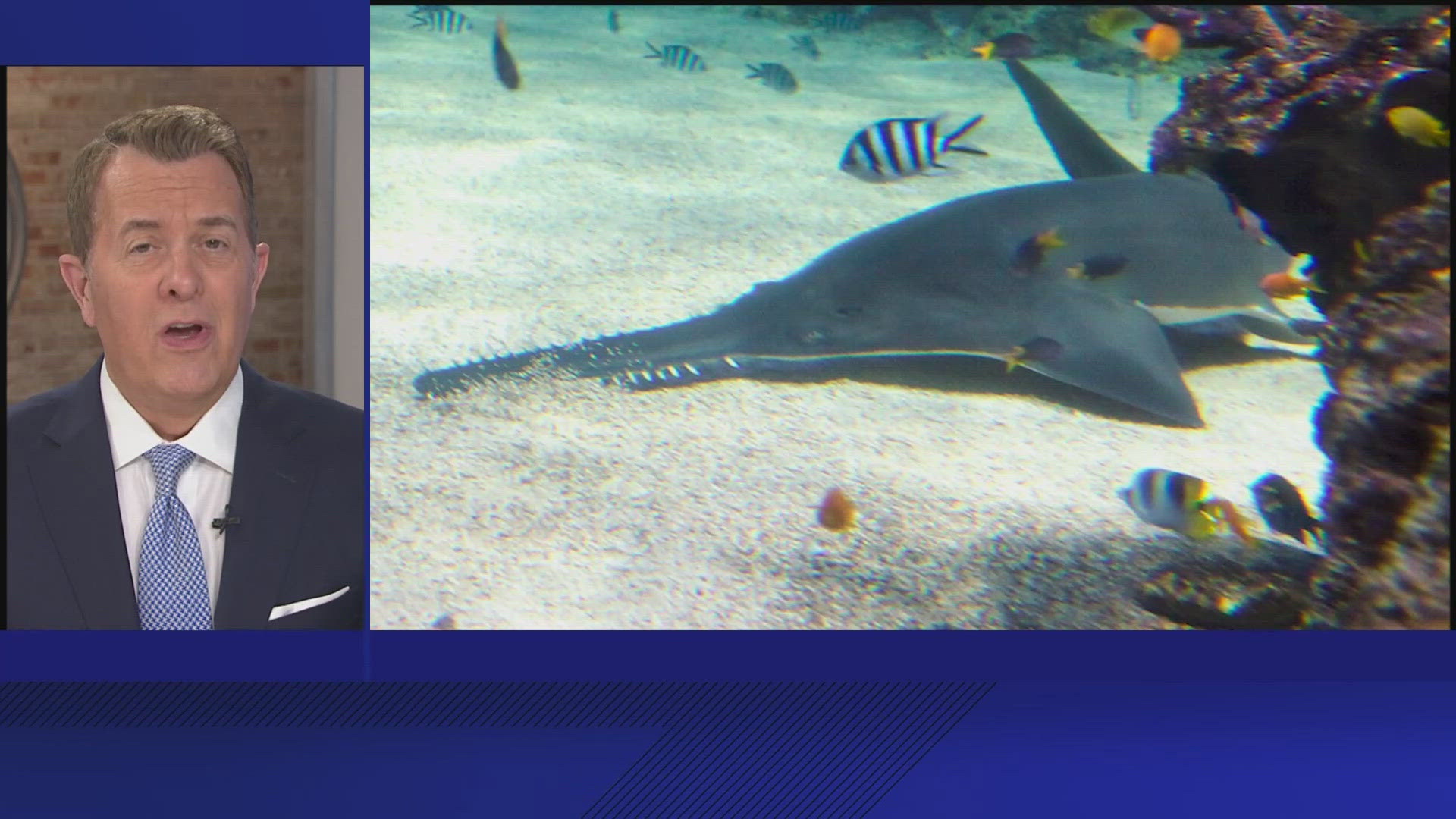 Sawfish are spinning and dying again in Florida | firstcoastnews.com