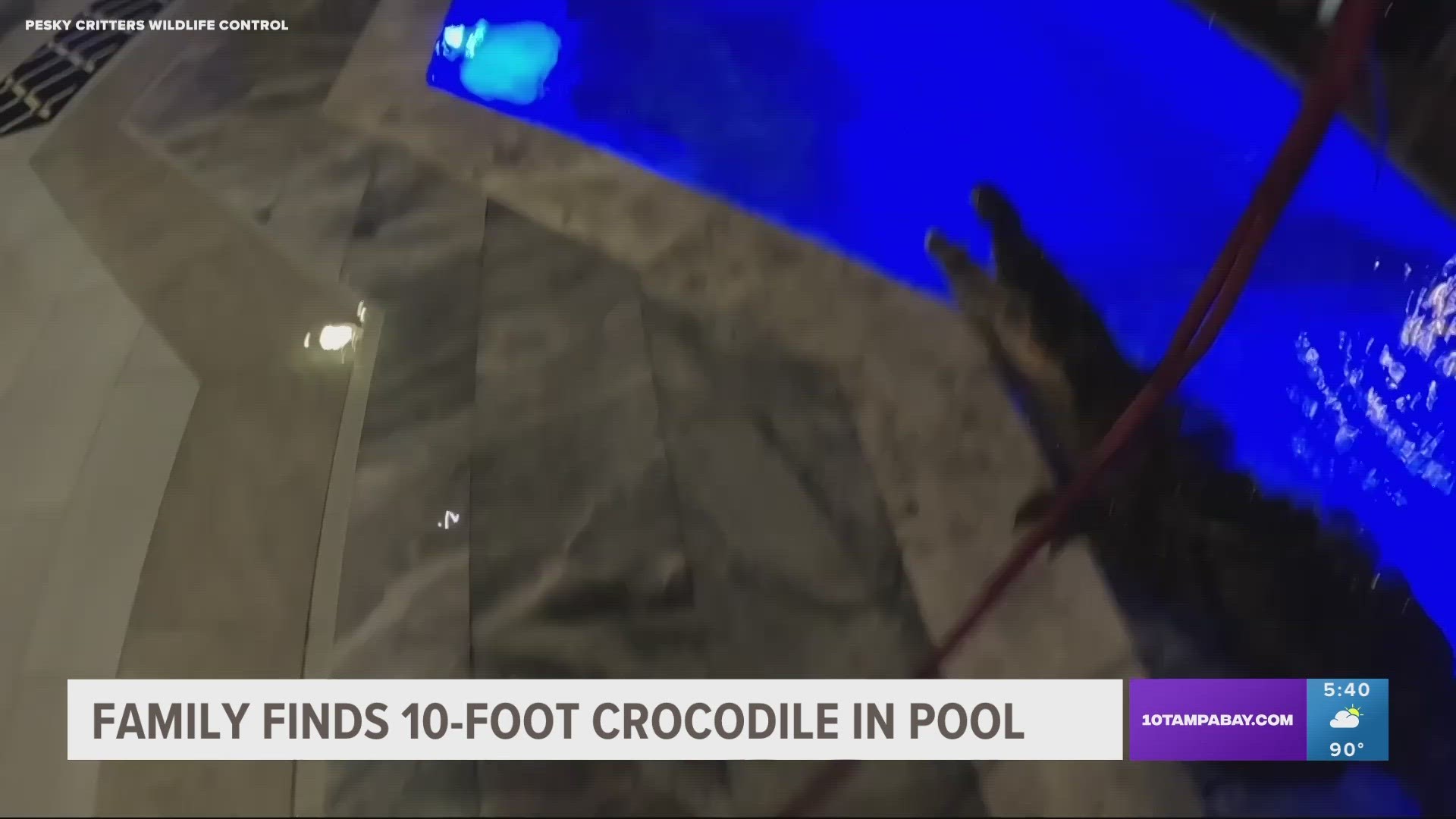 Video: 10-foot crocodile wrestled out of Florida swimming pool ...