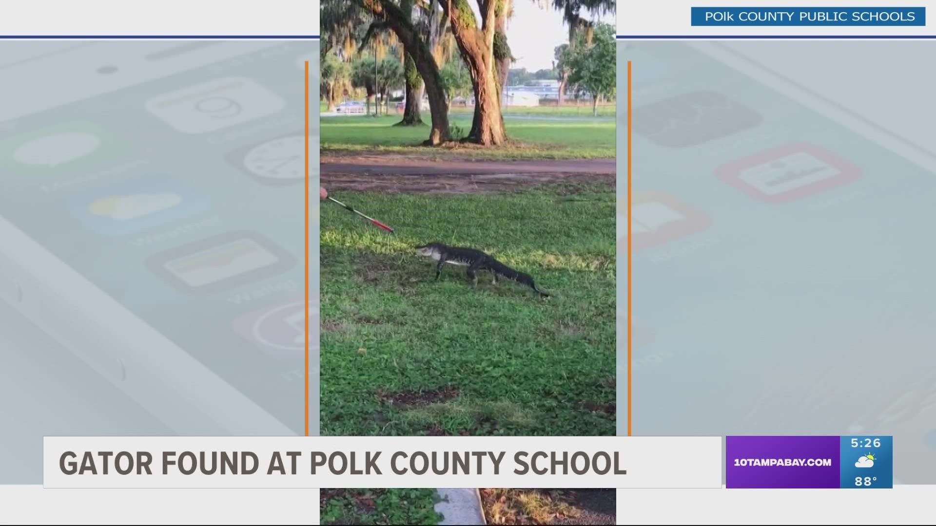 7-foot gator wrangled off of Polk County elementary school lawn ...