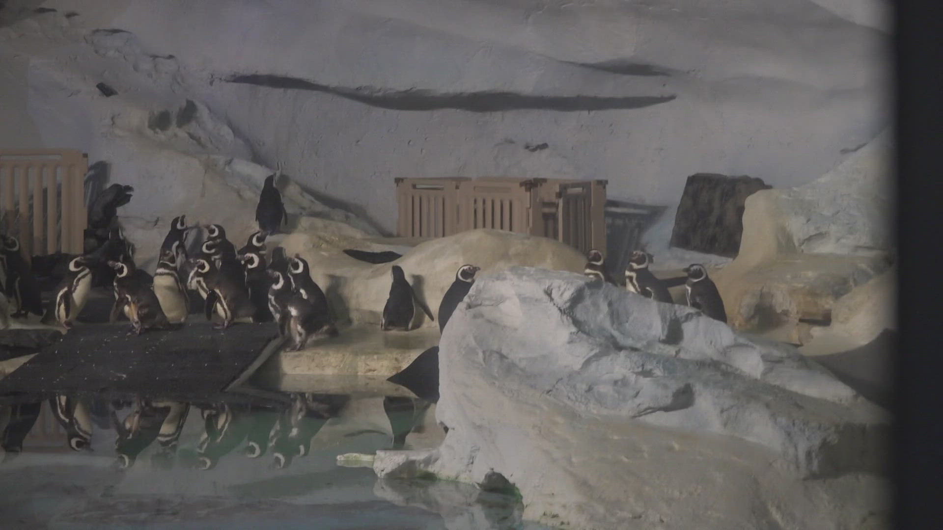 SeaWorld Orlando debuts new ride | firstcoastnews.com