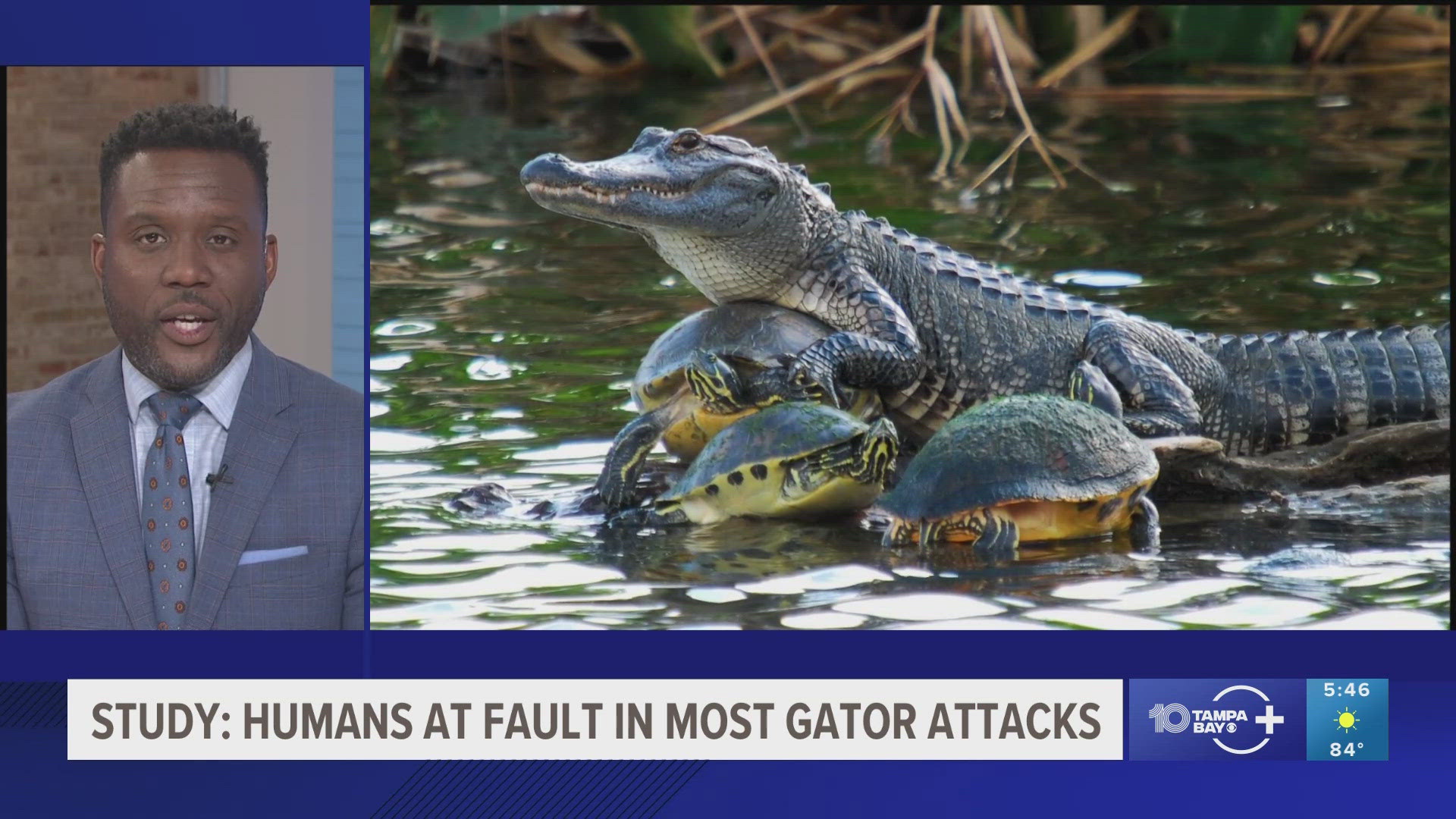 UF researchers say people, not alligators, are at fault in most bite ...