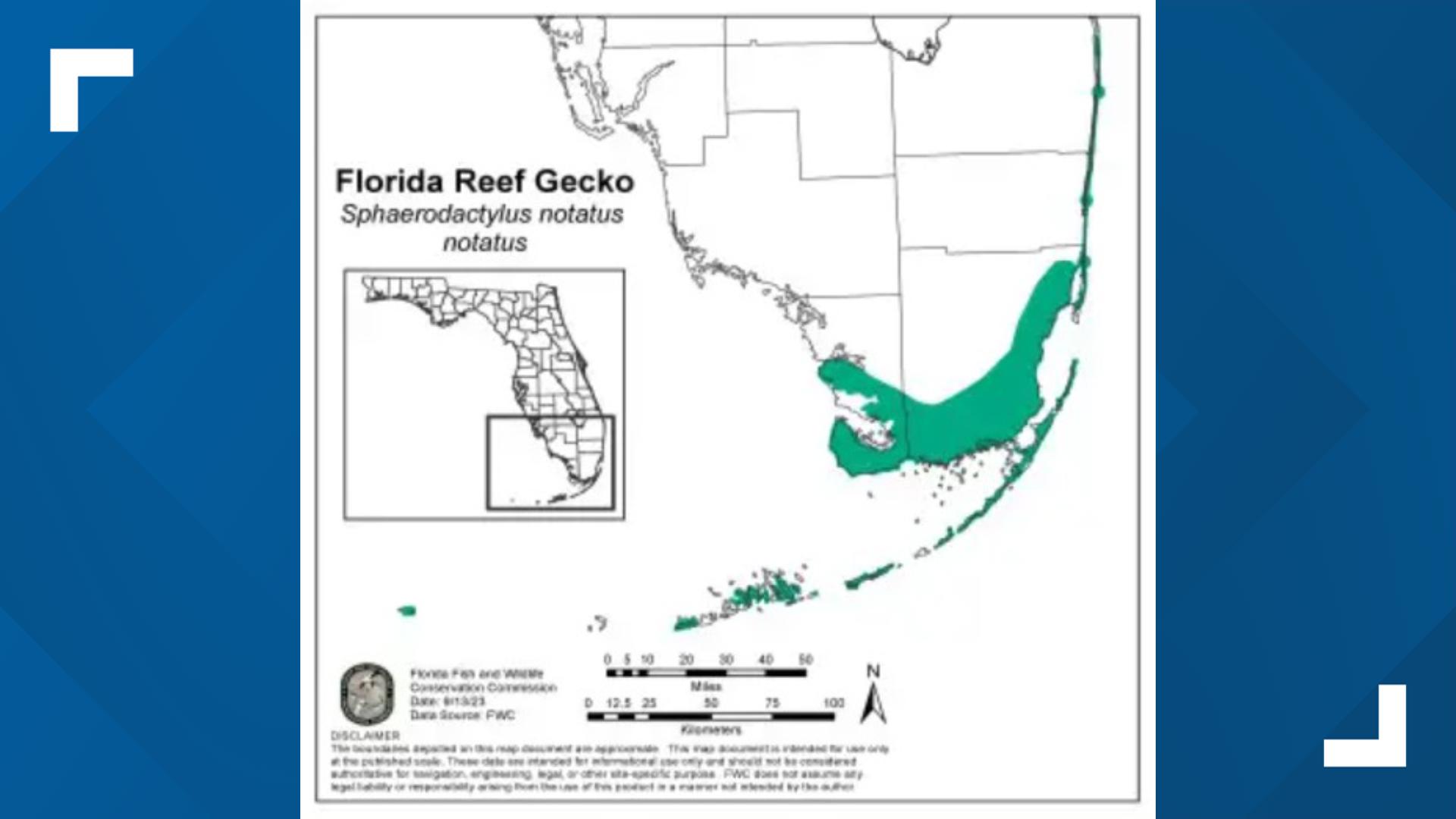 FWC adds Florida reef gecko to threatened and endangered species list ...