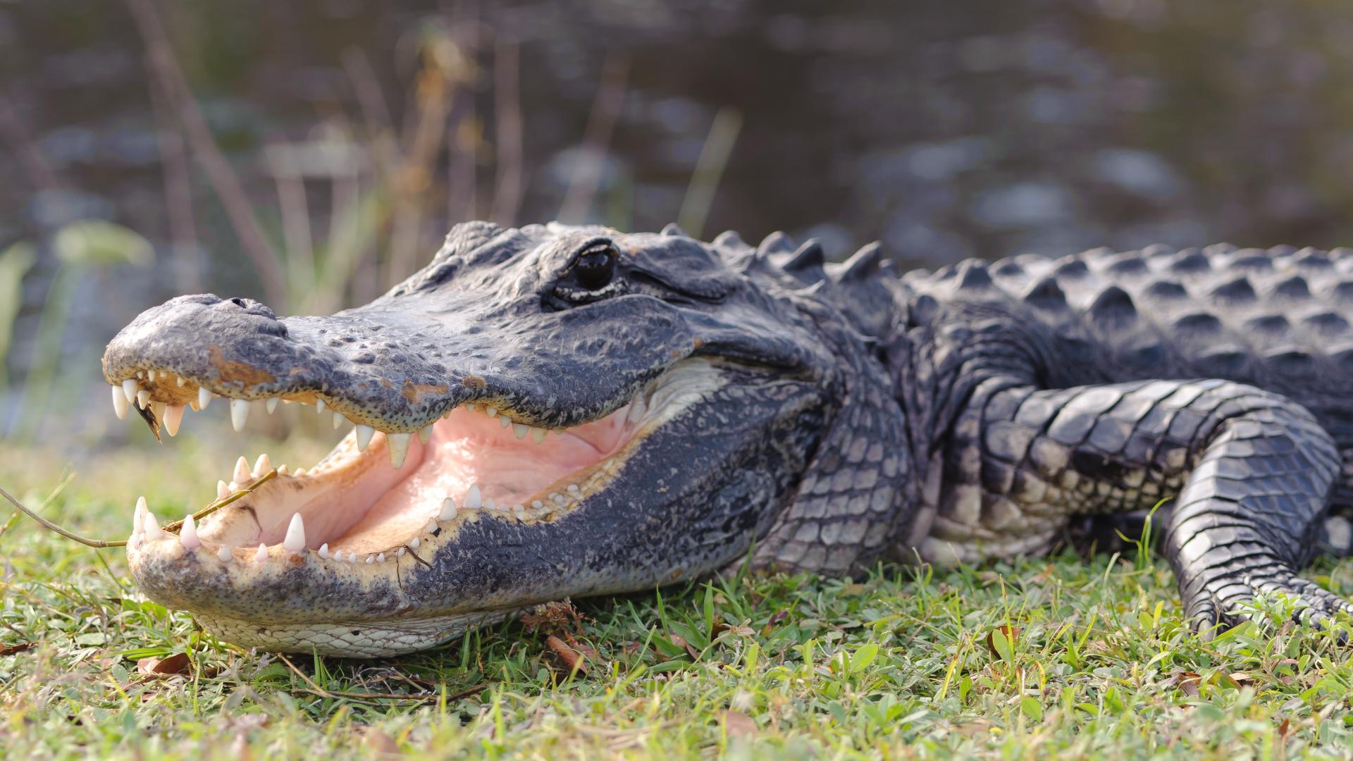 Applications for alligator hunting now available in Florida ...