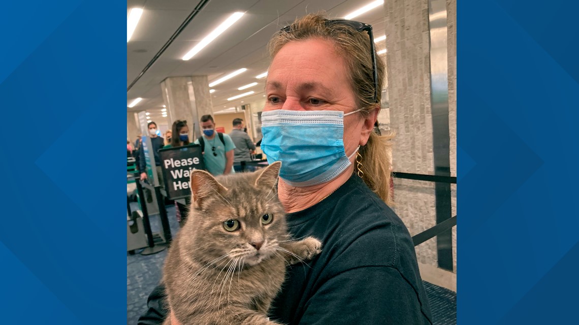 Cat from Maine that ended up in Florida is headed home | firstcoastnews.com