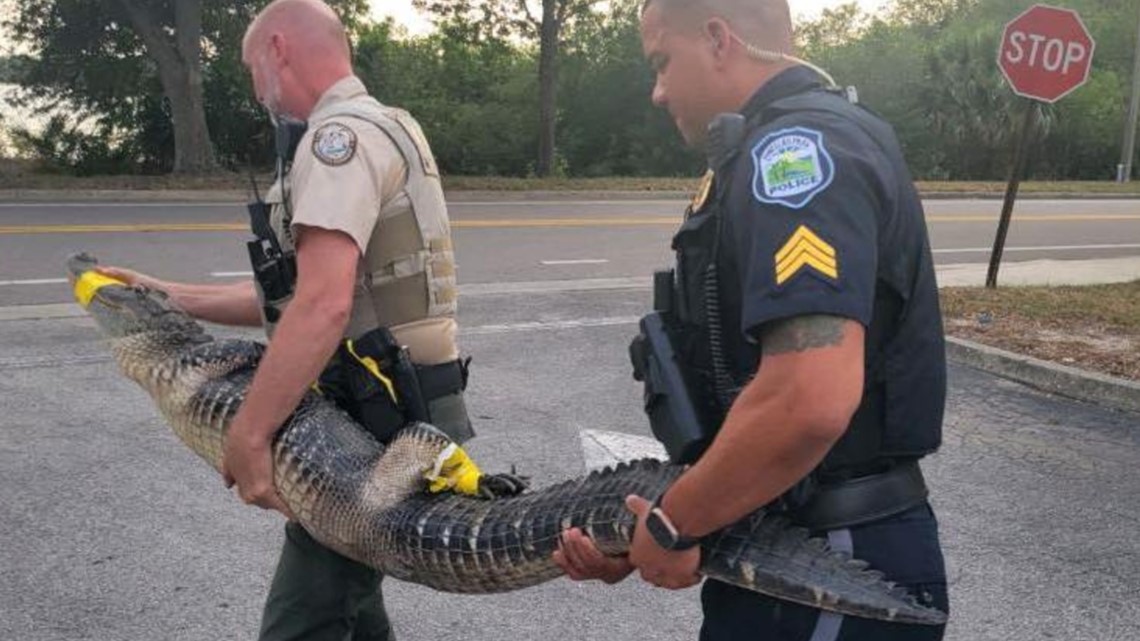Alligator caught roaming around Florida Publix parking lot ...