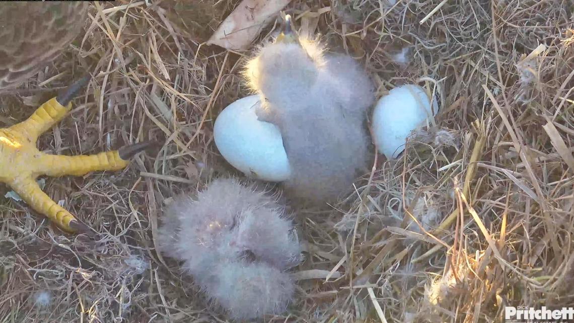 Live eagle cam: 2nd baby eagle hatches; parents taking care of both ...