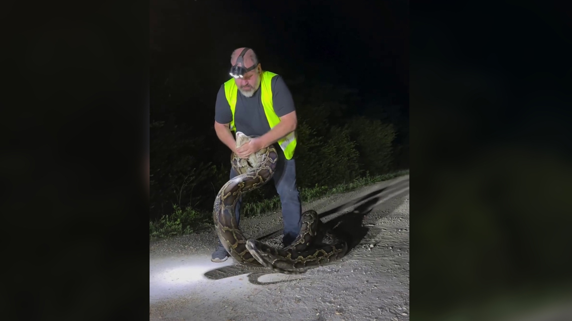 Florida man wrangles 17-foot python with bare hands in Everglades ...