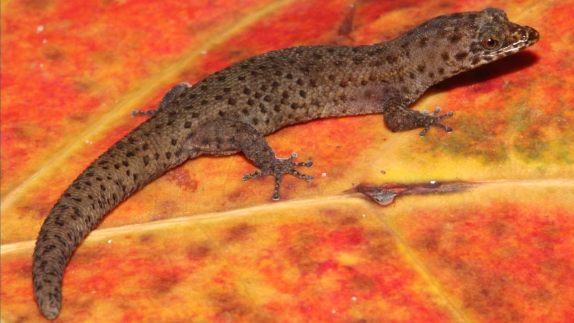 FWC adds Florida reef gecko to threatened and endangered species list ...