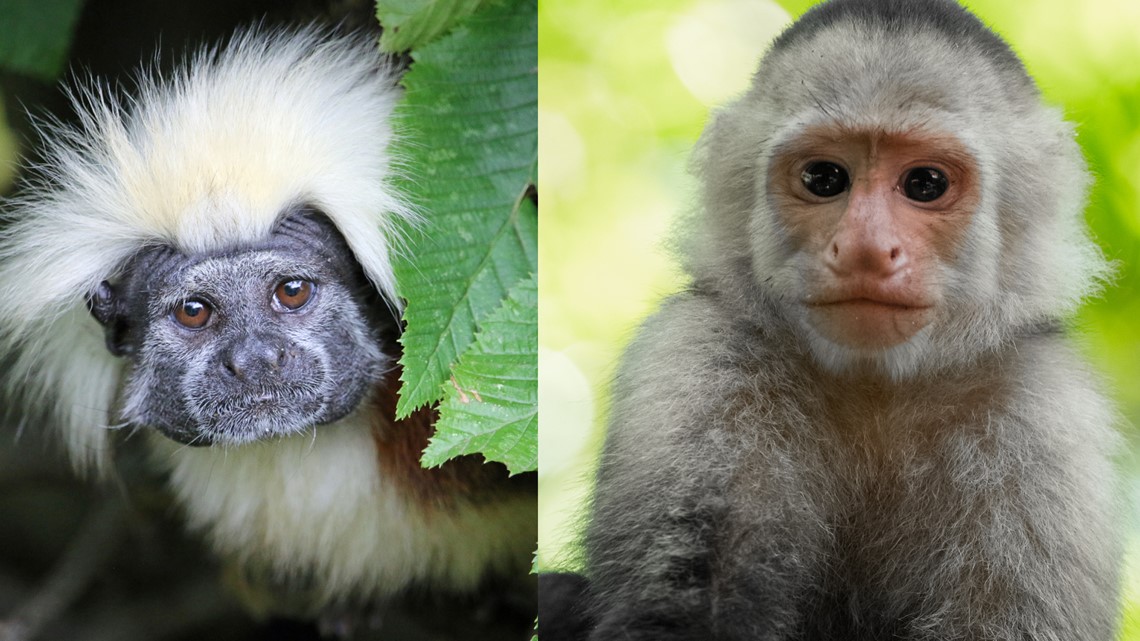 Florida 'Monkey Whisperer' sentenced to 5 years probation ...