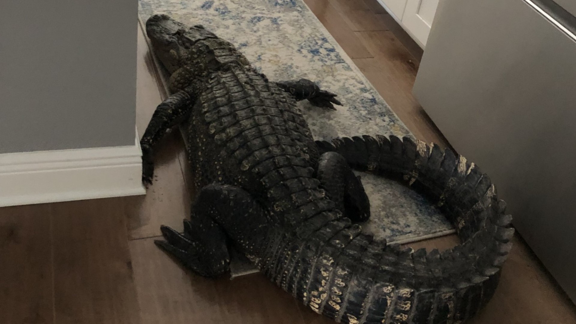 8-foot alligator found inside Venice woman's home | firstcoastnews.com