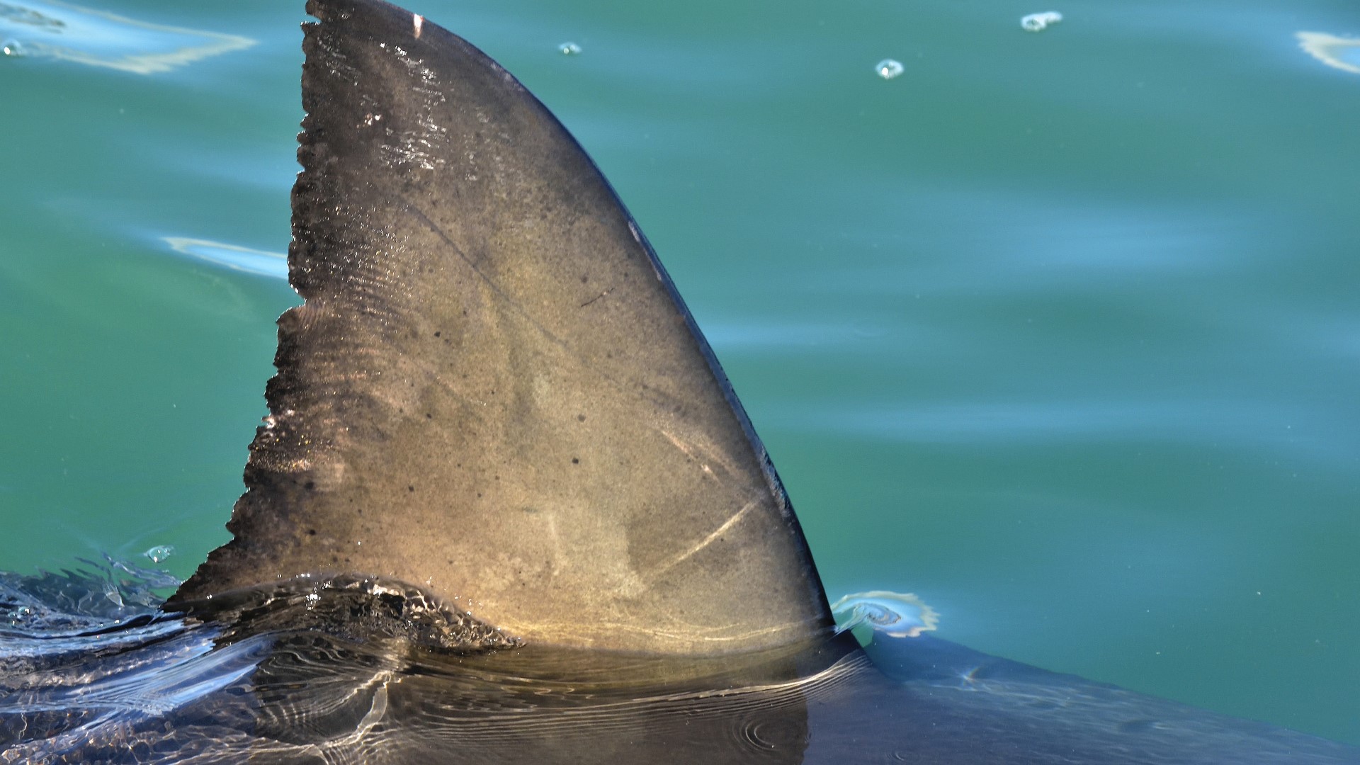 Photo of man holding tiger shark prompts FWC investigation ...