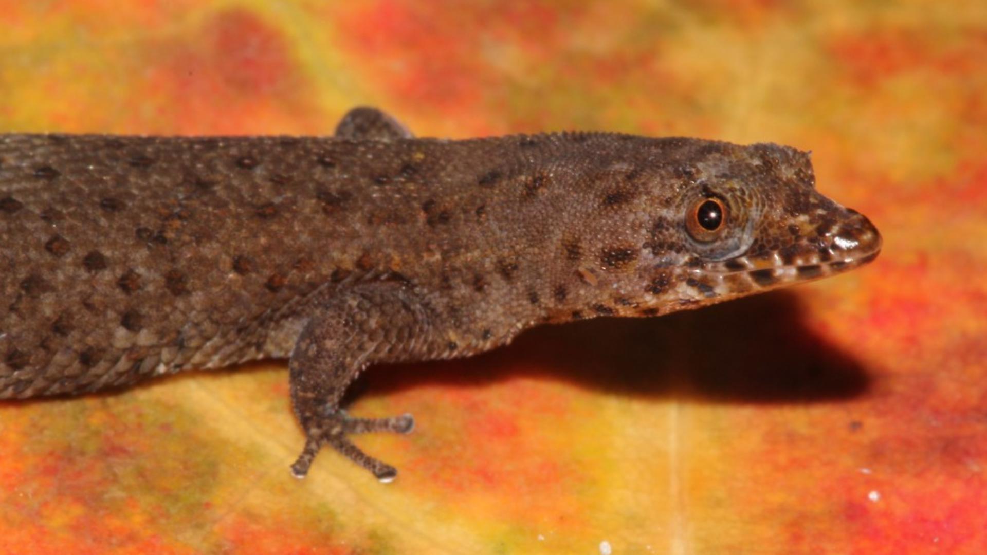 FWC adds Florida reef gecko to threatened and endangered species list ...
