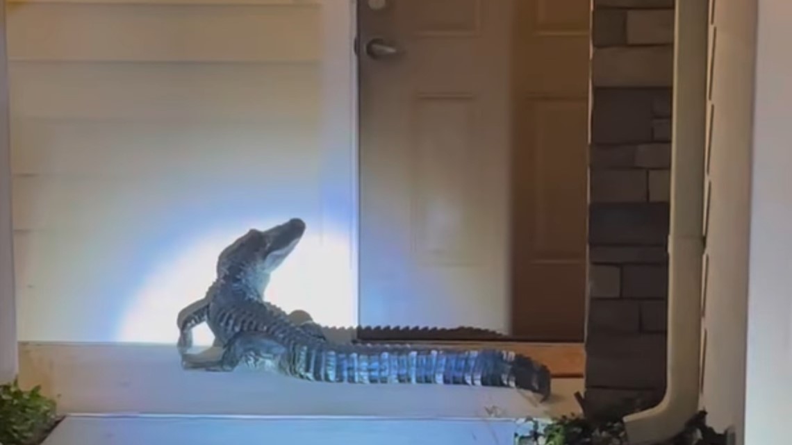 Video shows Florida alligator lurking outside home | firstcoastnews.com