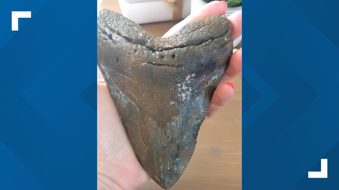 Diver finds megalodon tooth off Florida's Gulf Coast | firstcoastnews.com