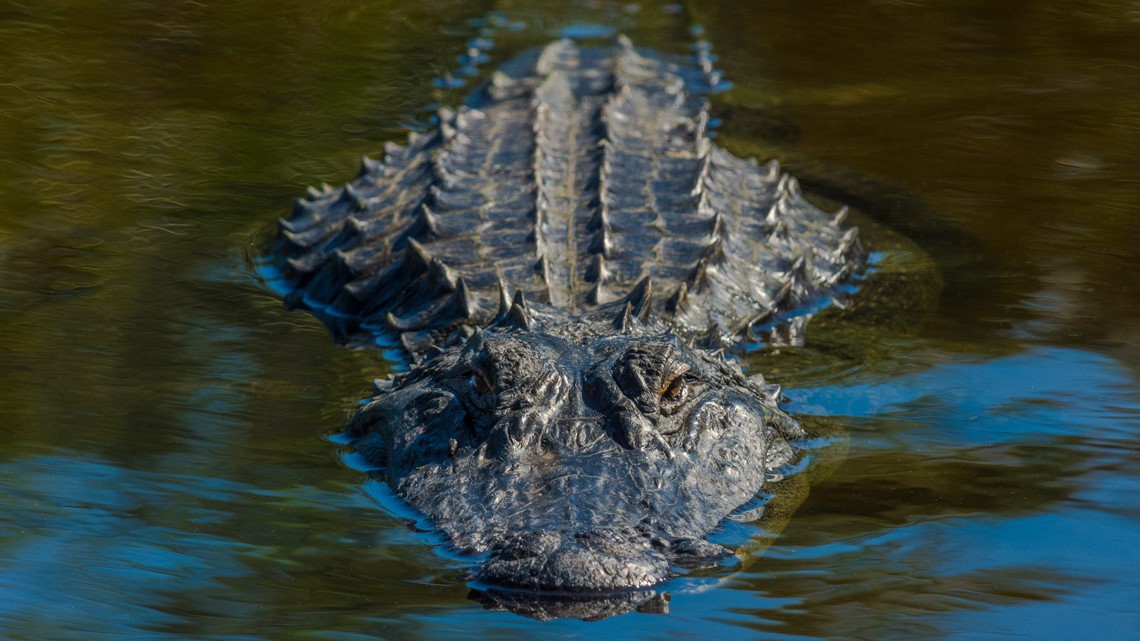 Alligator attacks man fishing near Orlando | firstcoastnews.com
