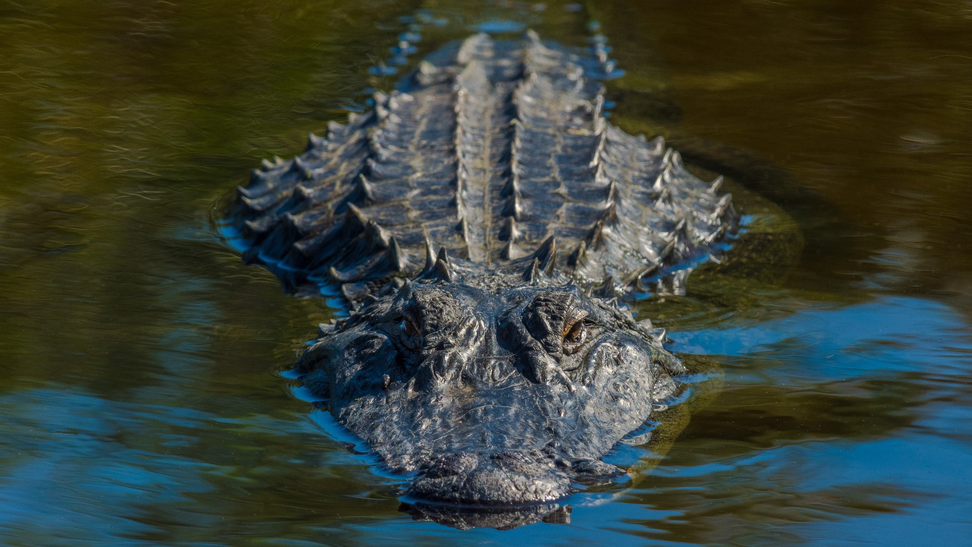 Alligator attacks man fishing near Orlando | firstcoastnews.com