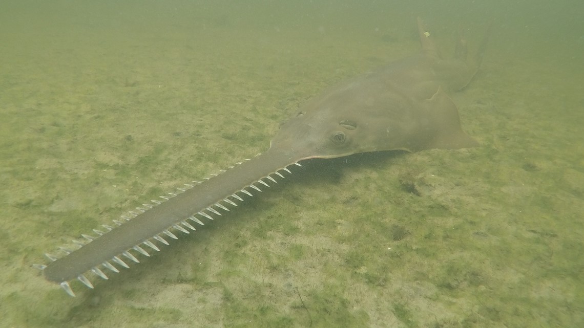 Sawfish are spinning and dying again in Florida | firstcoastnews.com