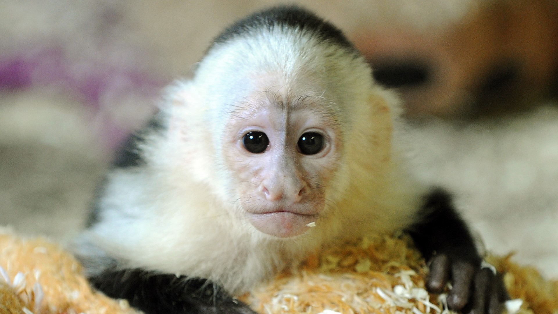 Florida 'Monkey Whisperer' indicted for trafficking primates ...