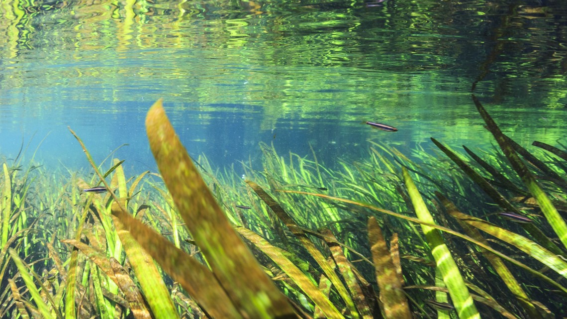 Invasive seagrass found along US coast for the first time ...