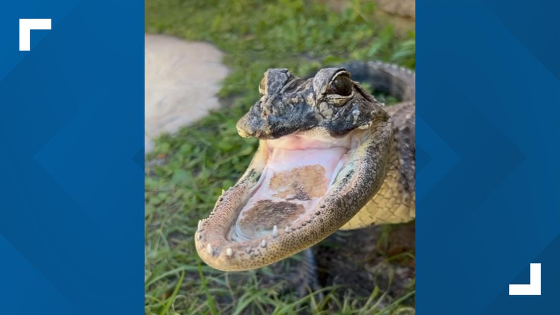 Jawless alligator named Jawlene thrives at Gatorland | firstcoastnews.com
