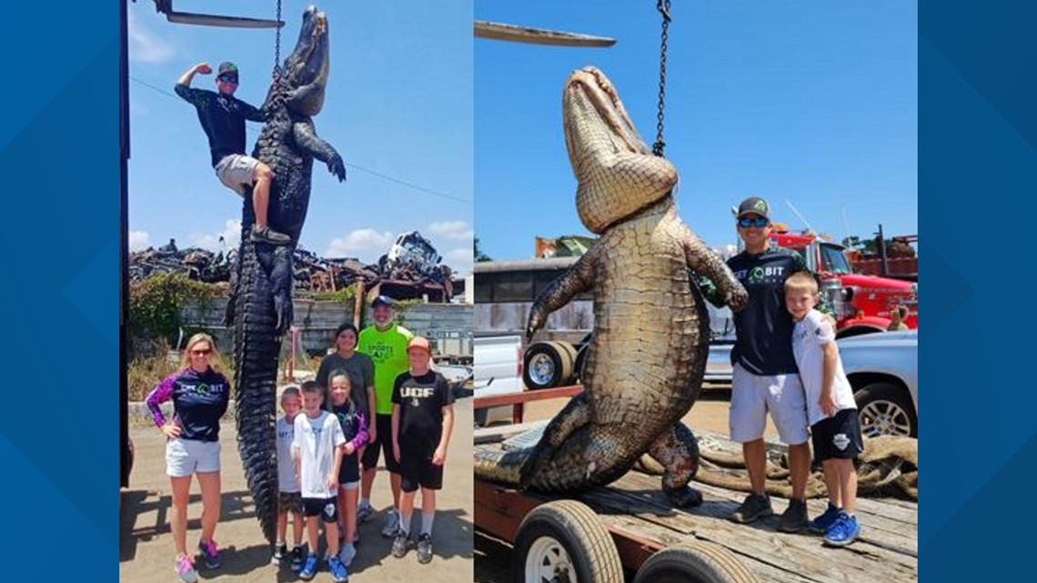 Hunters catch 920-pound gator in Central Florida | firstcoastnews.com