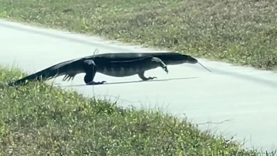 Video: Massive lizard spotted on Florida sidewalk | firstcoastnews.com