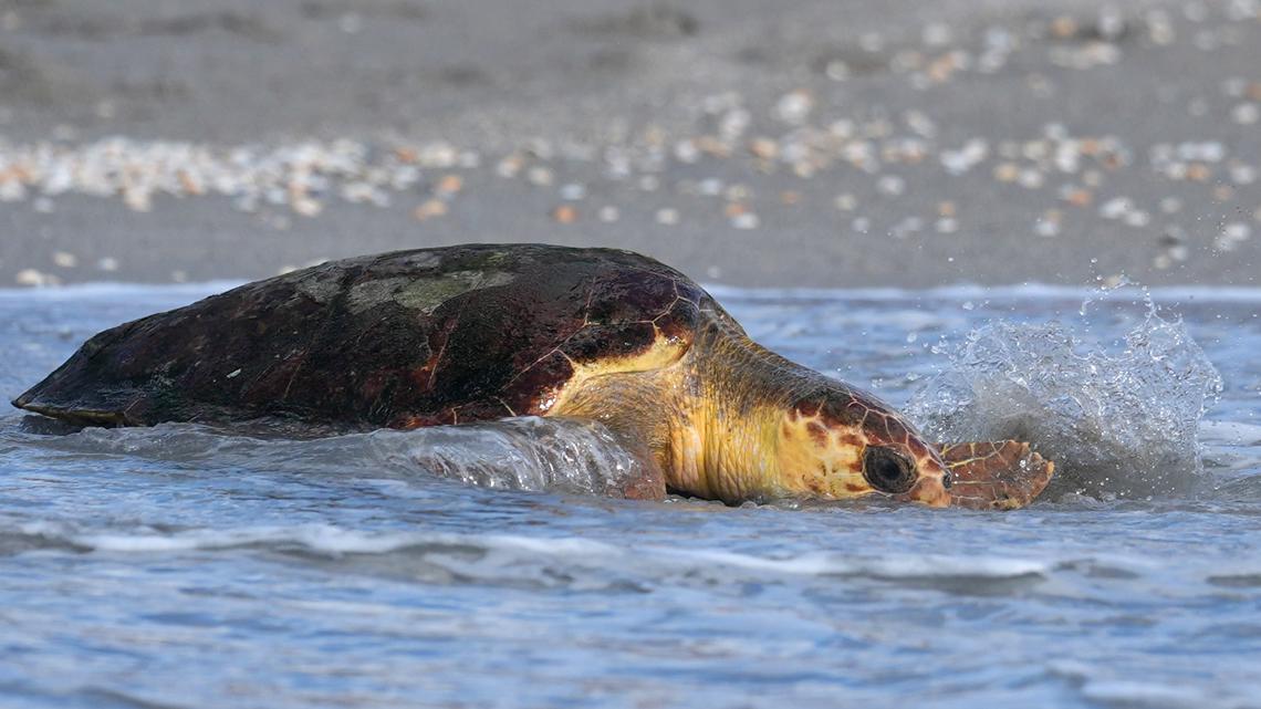 Record-breaking number of sea turtle nests in Florida | firstcoastnews.com