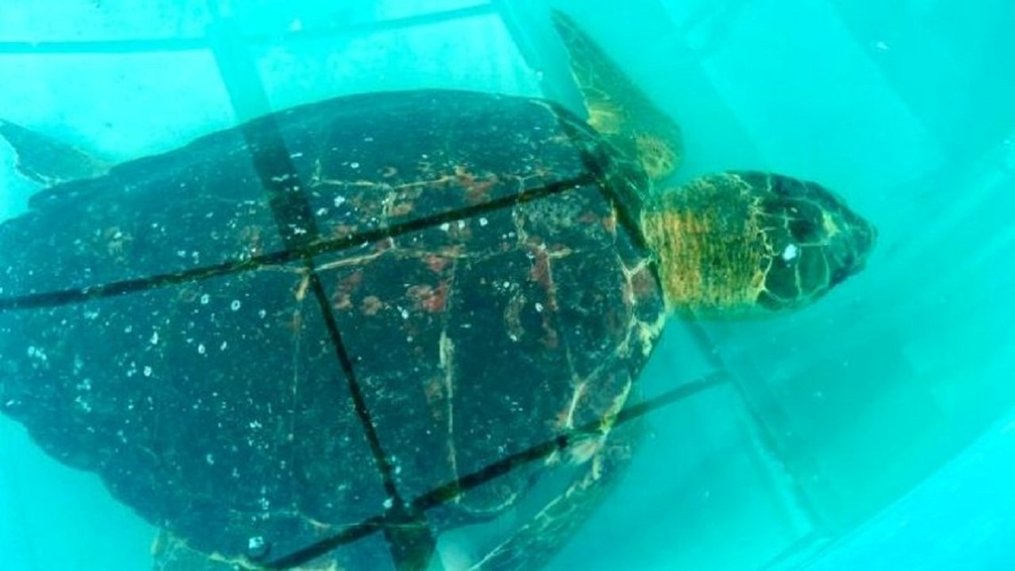 Mote Marine Laboratory releases sea turtle to Gulf of Mexico ...