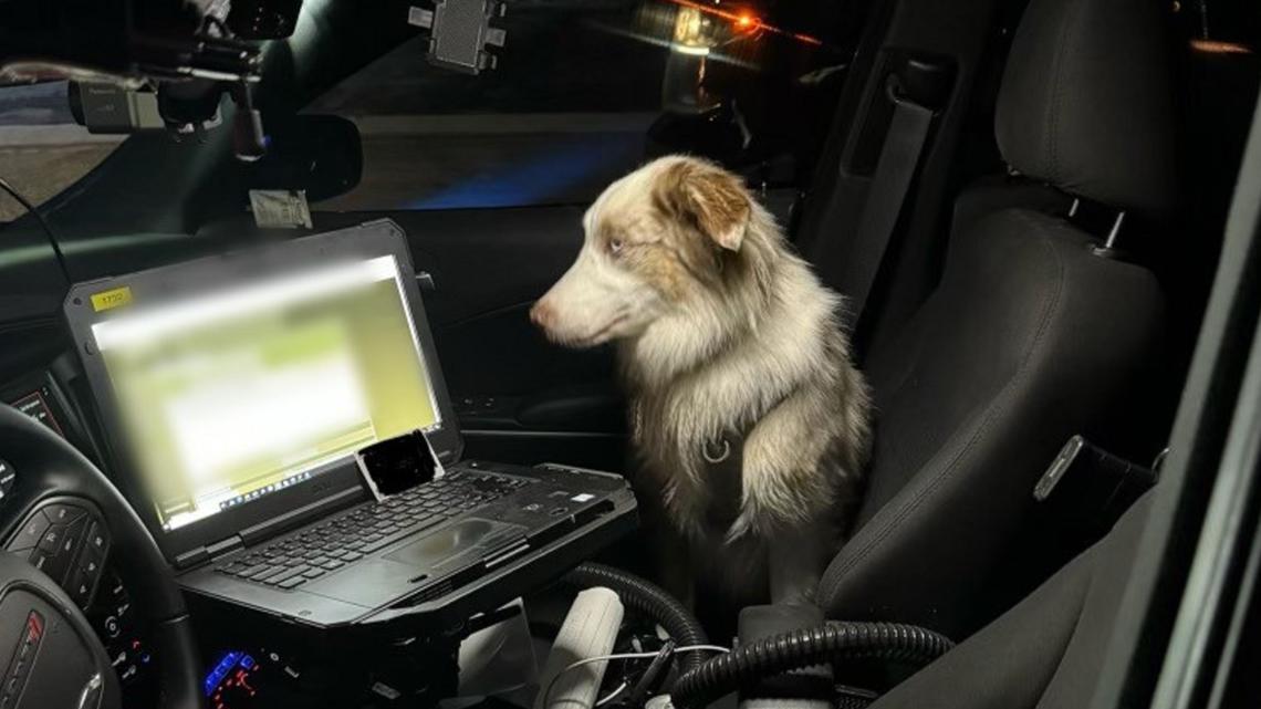 Man arrested for DUI with dog in car in St. Pete | firstcoastnews.com