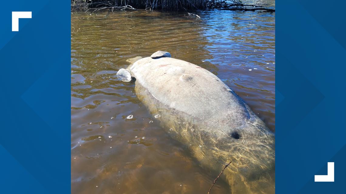 Manatee found dead in Largo died from chronic cold stress: FWC ...