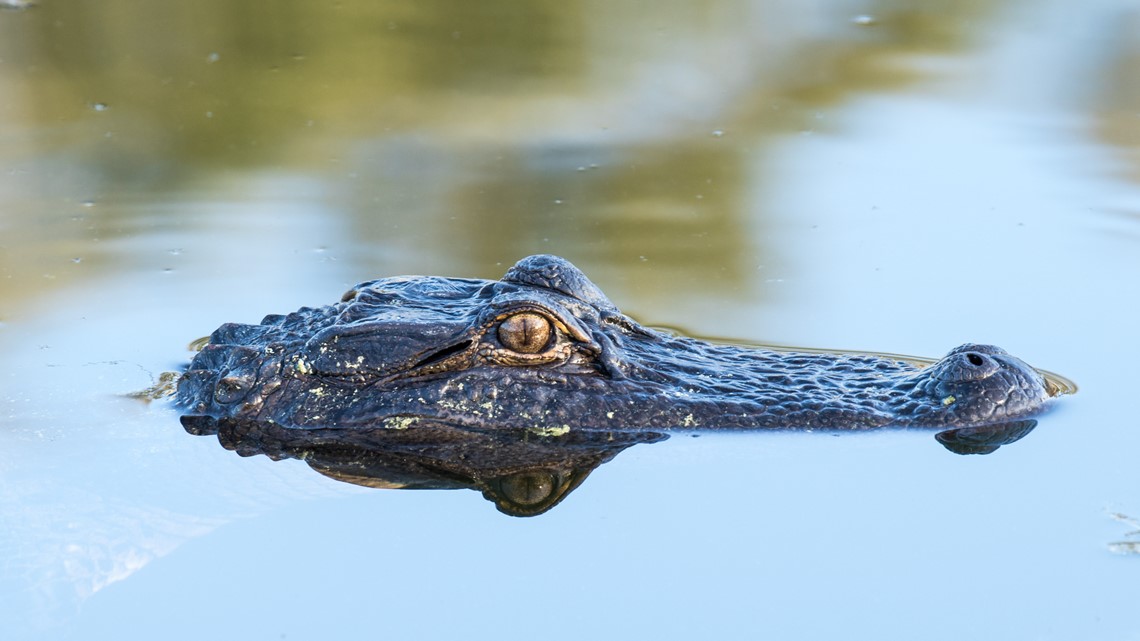 WATCH: Video shows manatee chasing alligator at Florida park ...