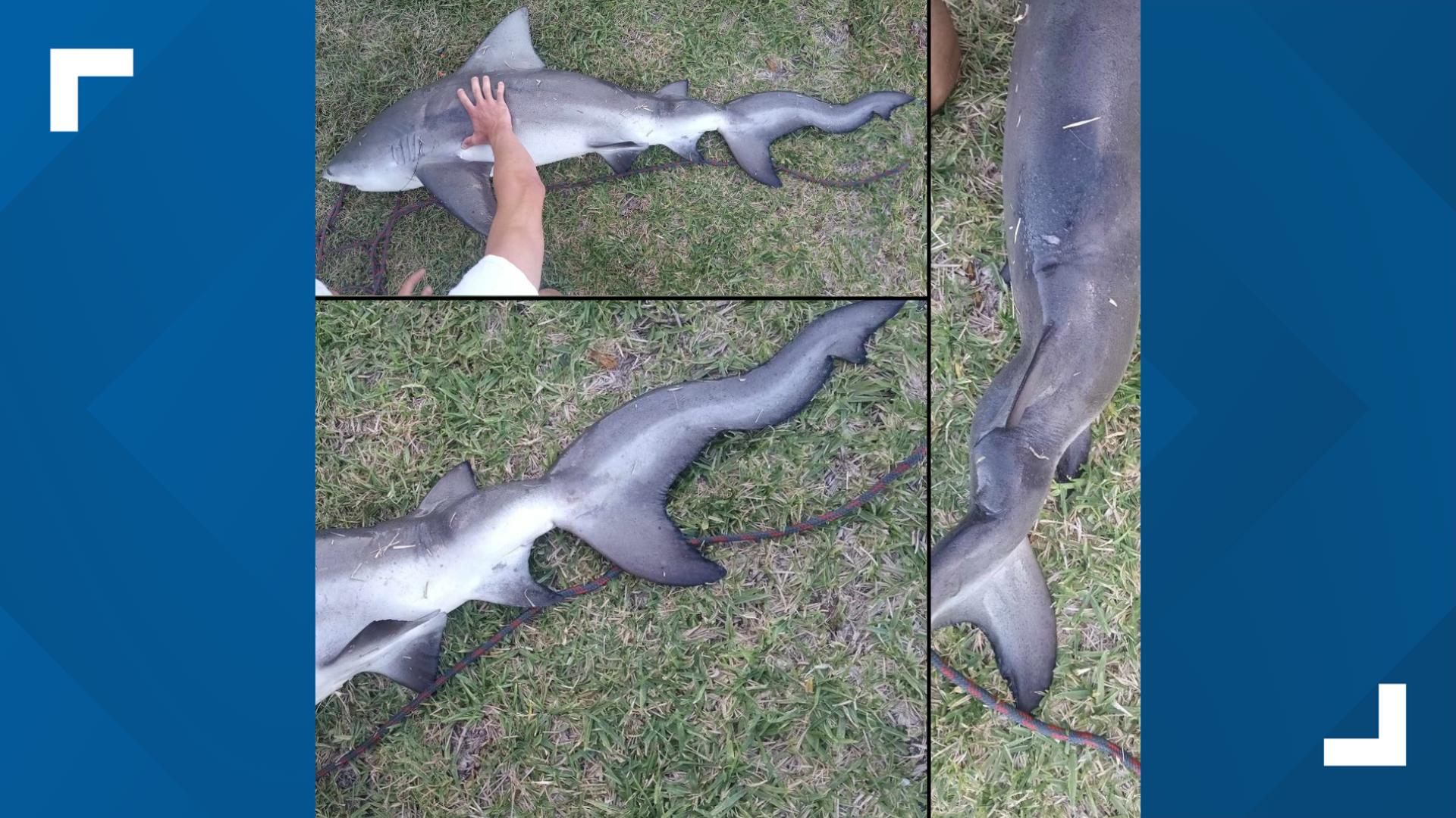 Florida man finds 'squiggly' shark | firstcoastnews.com