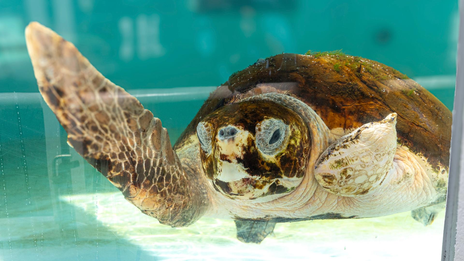 Two rehabilitated sea turtles released in South Florida ...