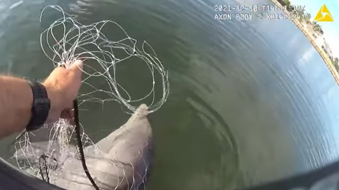 Video shows officer rescue dolphin trapped in fishing net ...