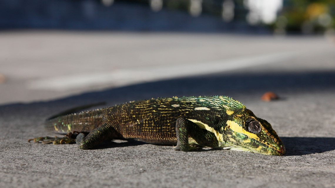 Look out! Overnight cold snap could make iguanas fall from trees ...